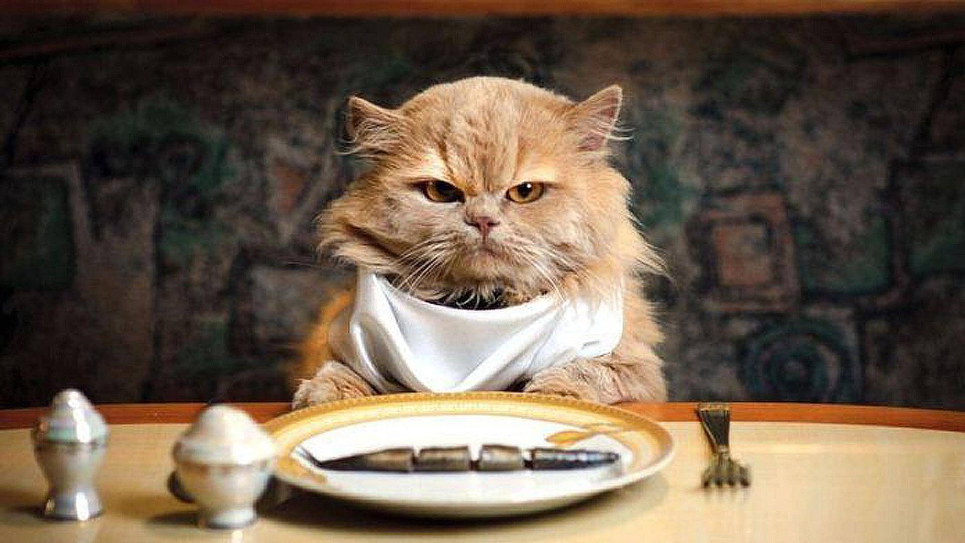 8 Reasons You Should Get A Cat 8 Reasons You Should Get A Cat
