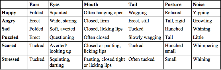 Dog Behaviour Basics, Barking and Separation Anxiety - Dogs First