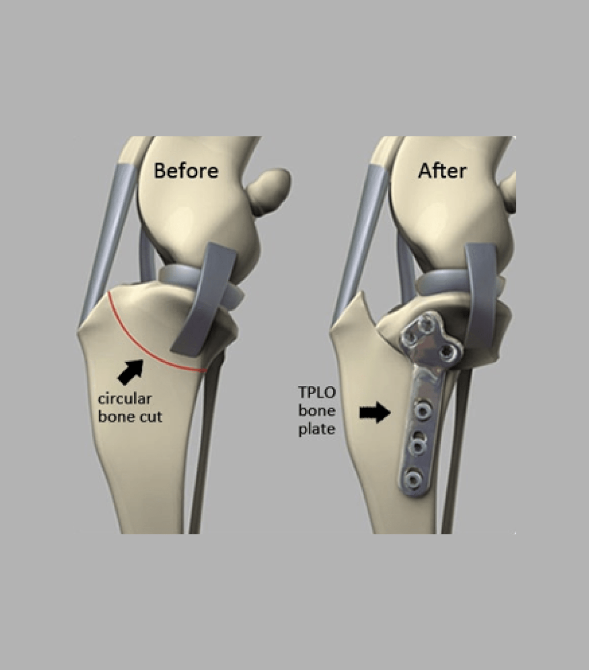 Torn ACL in Dogs: Symptoms, Diagnosis, Treatment & Cost