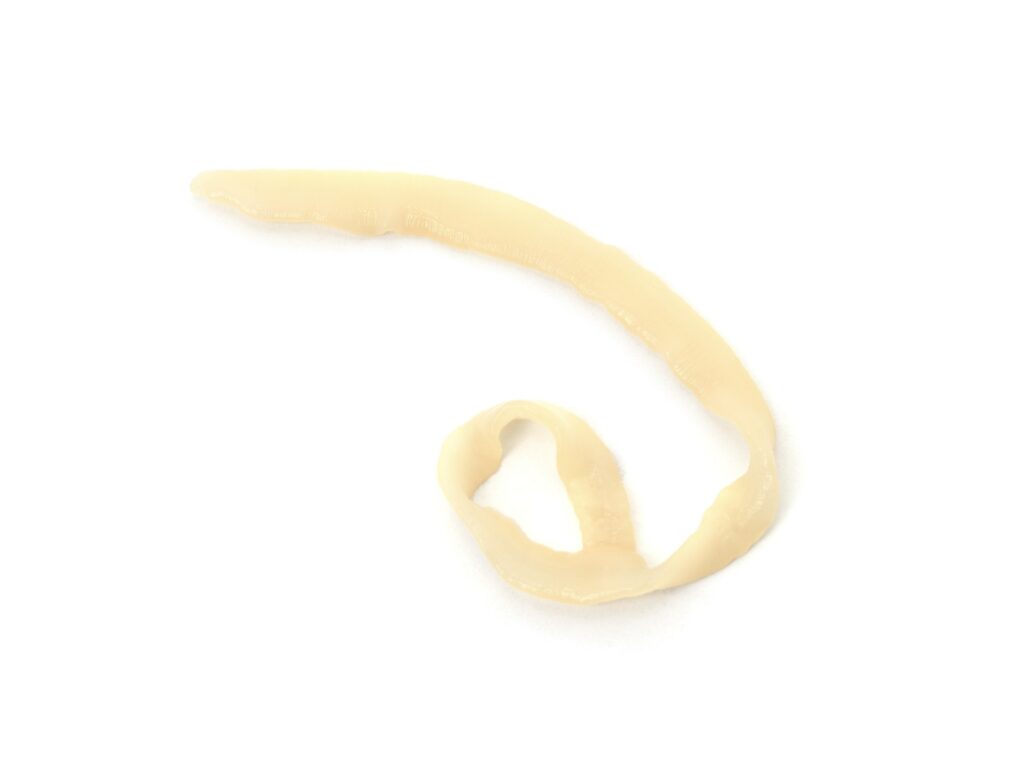 Complete Guide to Worms in Dogs: Signs, Causes, Prevention - Dogs First
