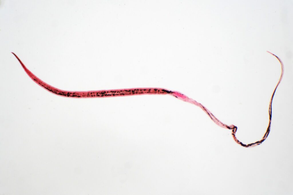 Complete Guide to Worms in Dogs: Signs, Causes, Prevention - Dogs First